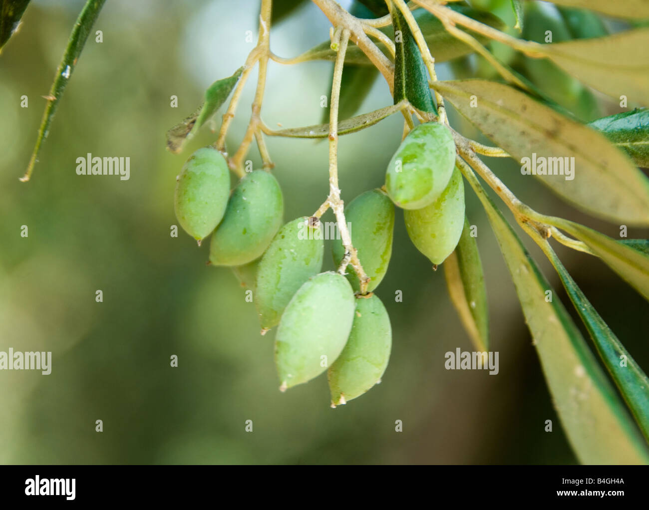 Olive seed hi-res stock photography and images - Alamy