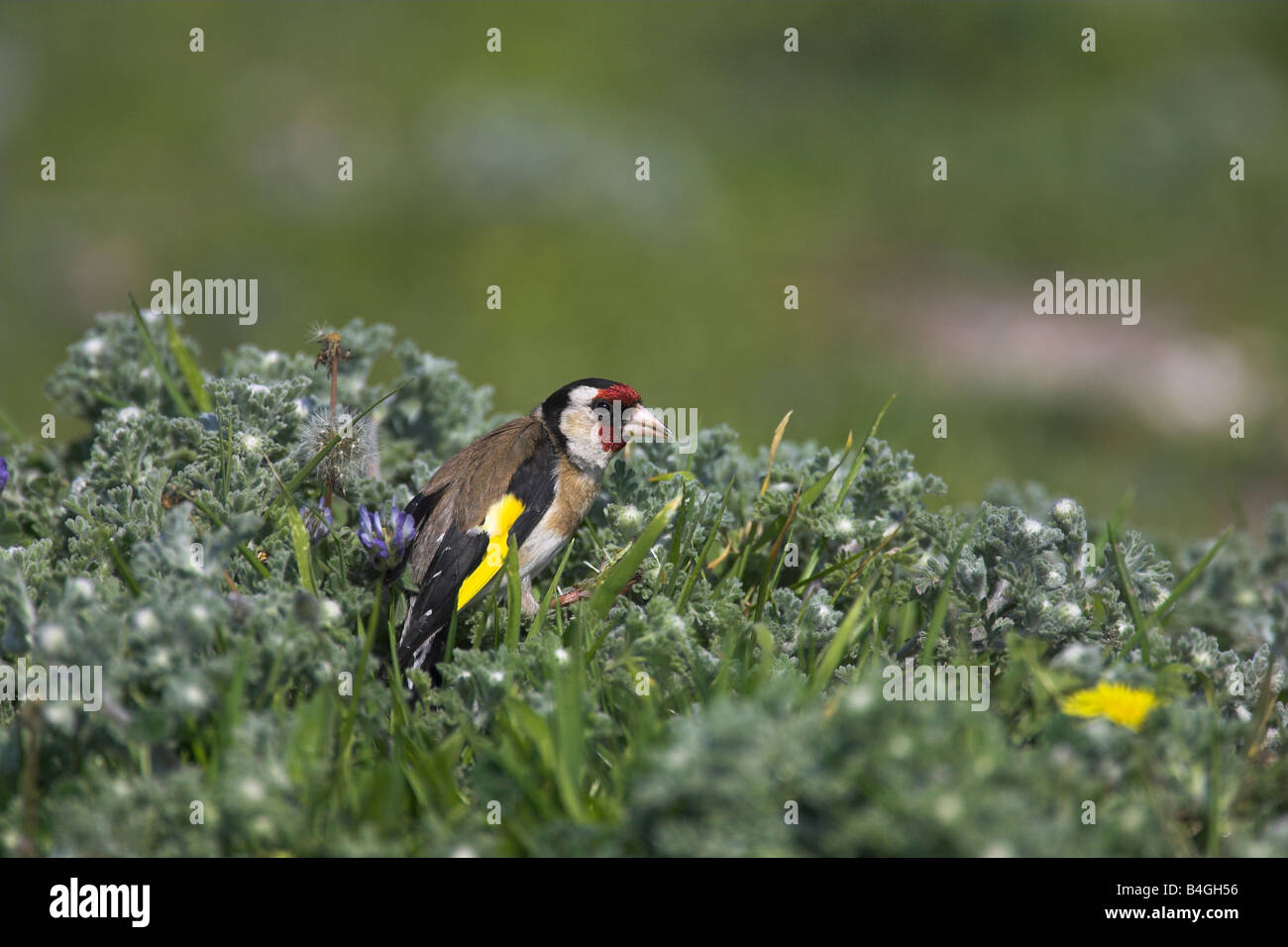 Goldfinch carduelis on seed hi-res stock photography and images - Alamy