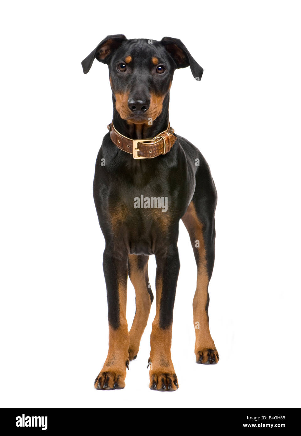 Pinscher 5 months in front of a white background Stock Photo - Alamy