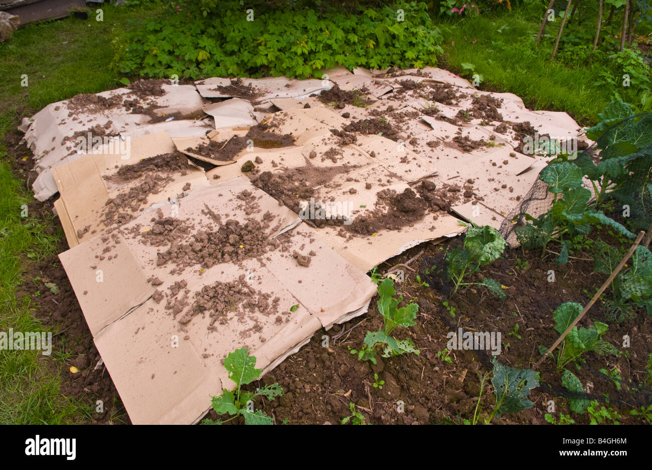 Cardboard mulch hi-res stock photography and images - Alamy