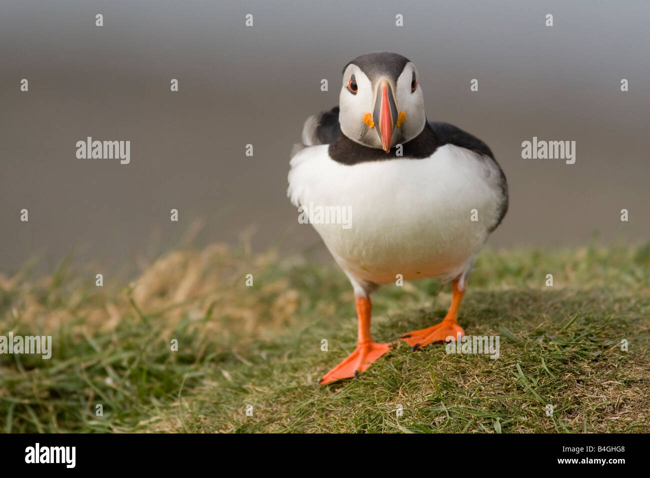 Lunga lunga hi-res stock photography and images - Alamy