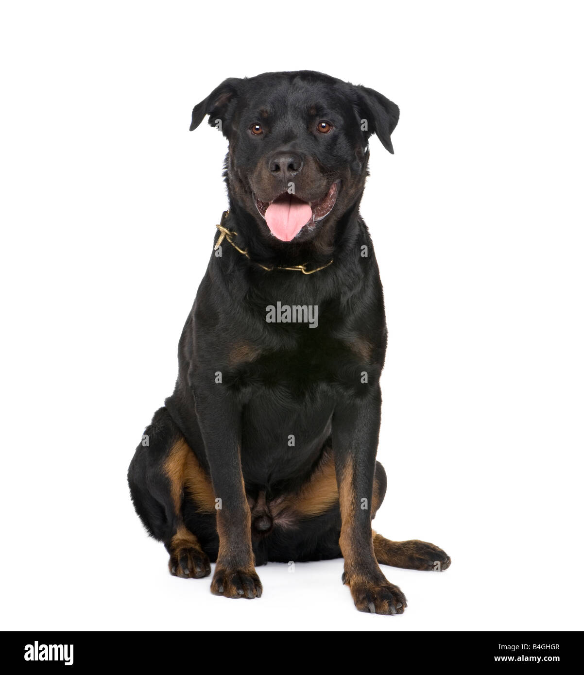 All Black Rottweiler