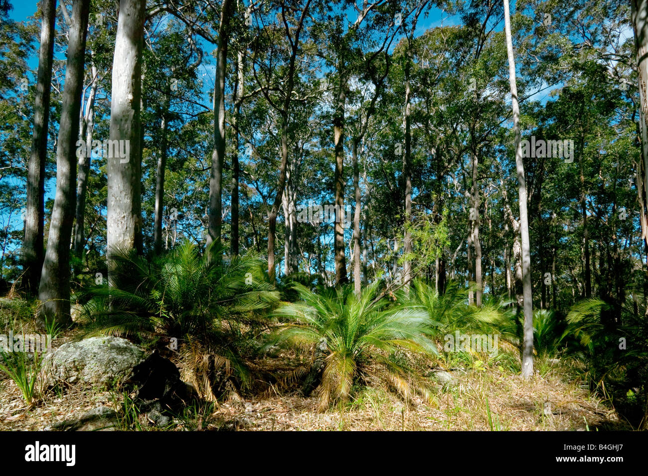 EUCALYPTUS FOREST NEAR CANBERRA NEW SOUTH WALES AUSTRALIA Stock Photo ...