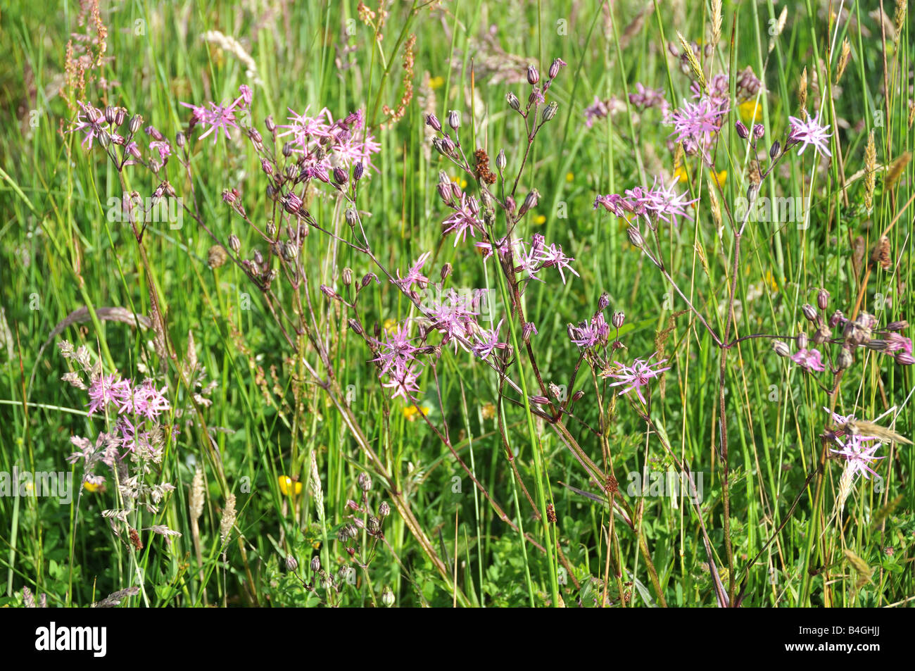Ragged robin wild hi-res stock photography and images - Alamy