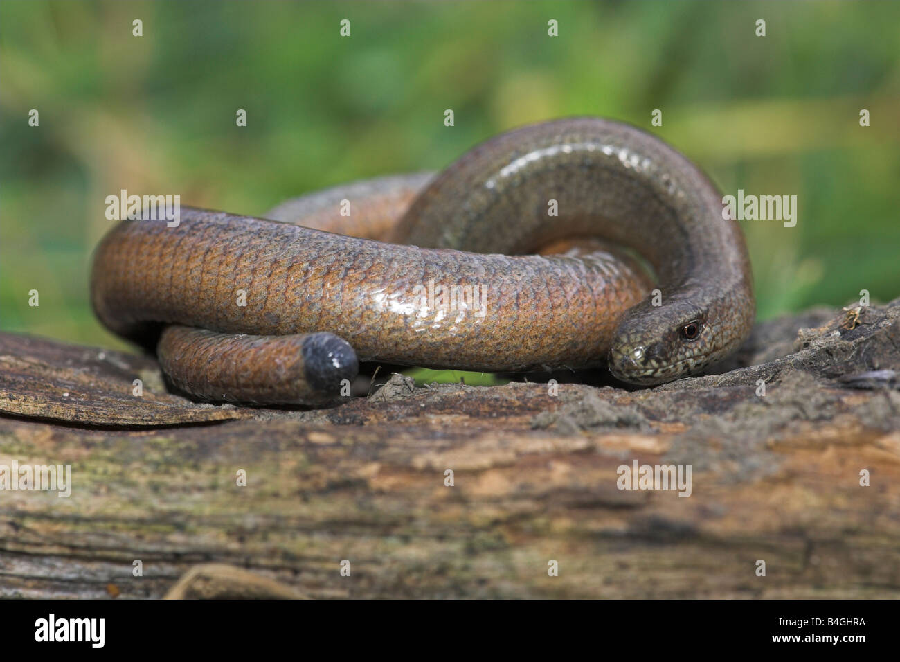 Captive worm hi-res stock photography and images - Alamy