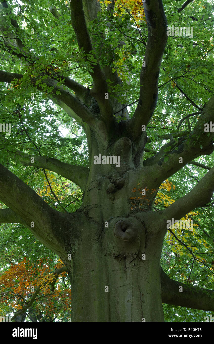 Beech Tree, Westonbirt Arboretum, Gloucestershire, England, UK Stock ...