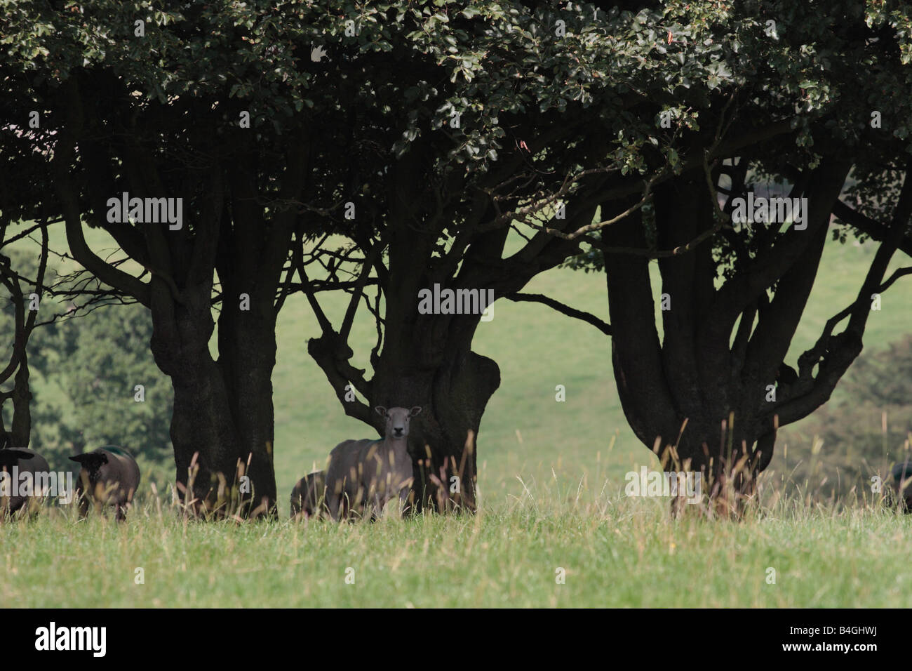 Sheep shelter hi-res stock photography and images - Alamy