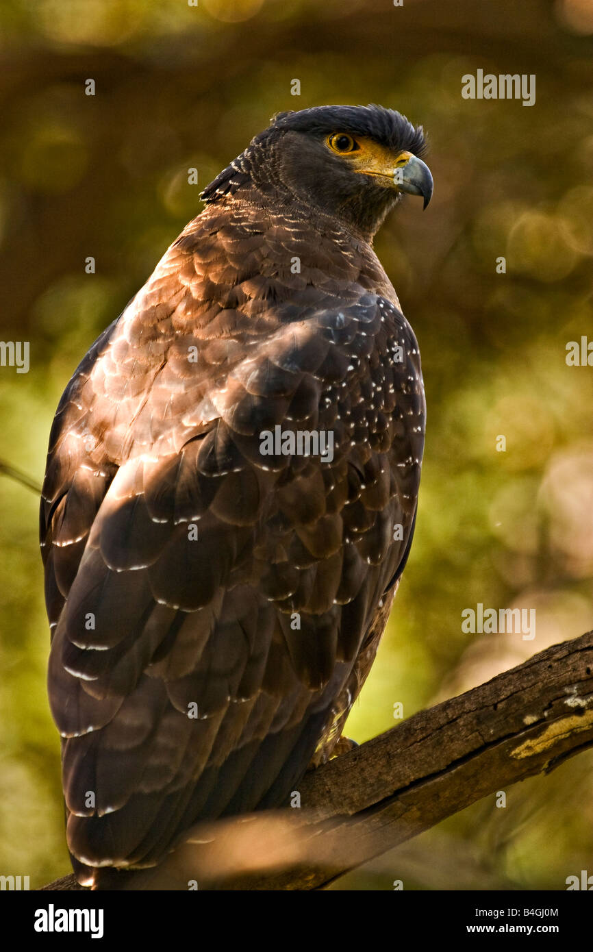 Side view of a Crested Serpent Eagle (Spilornis cheela or Kanmuri-washi ...