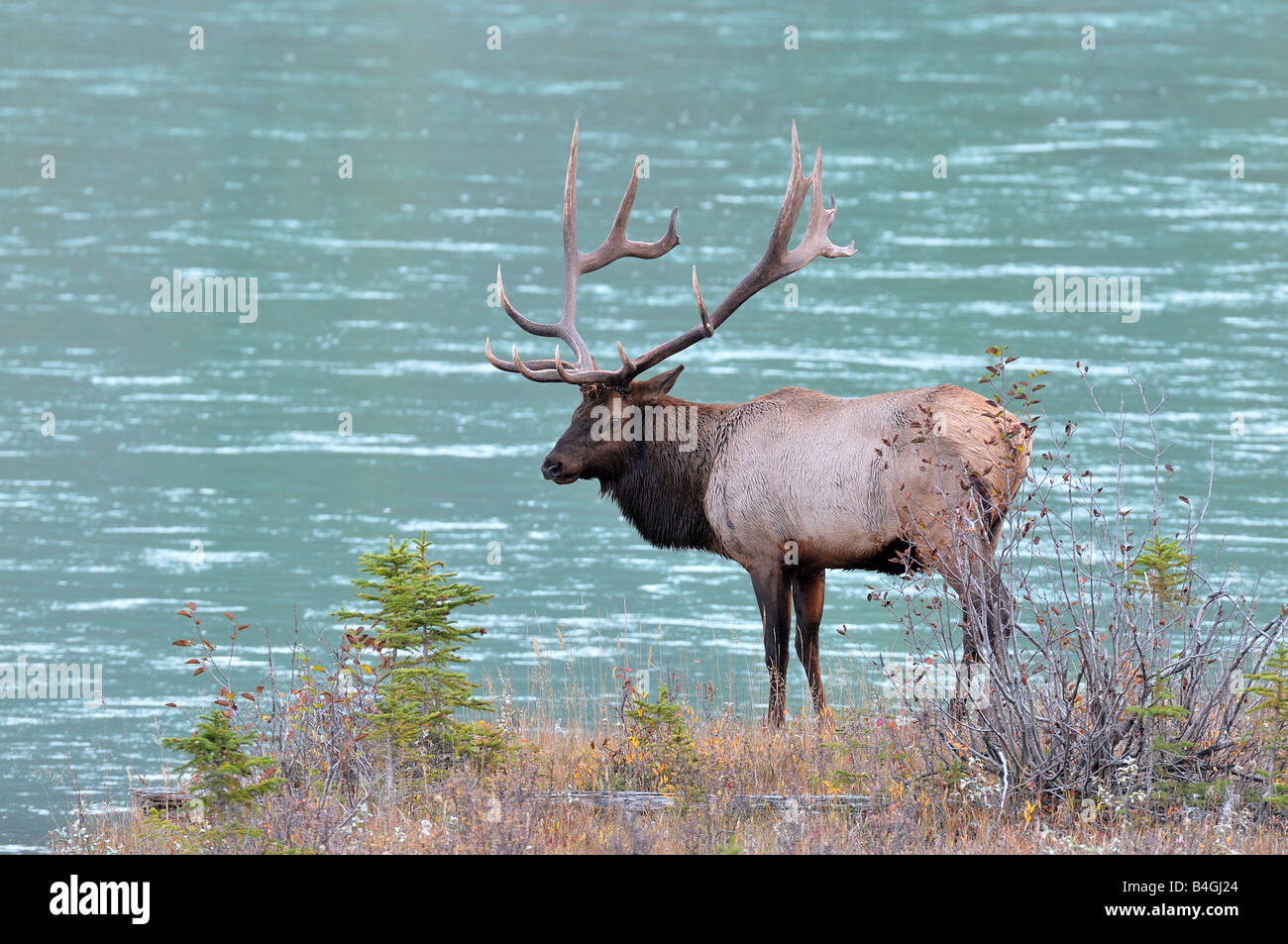 Elk Mating High Resolution Stock Photography and Images - Alamy