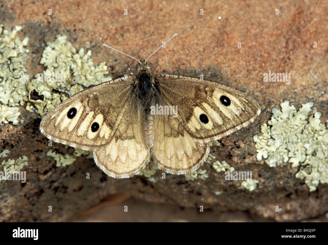 Greer arizona hi-res stock photography and images - Alamy