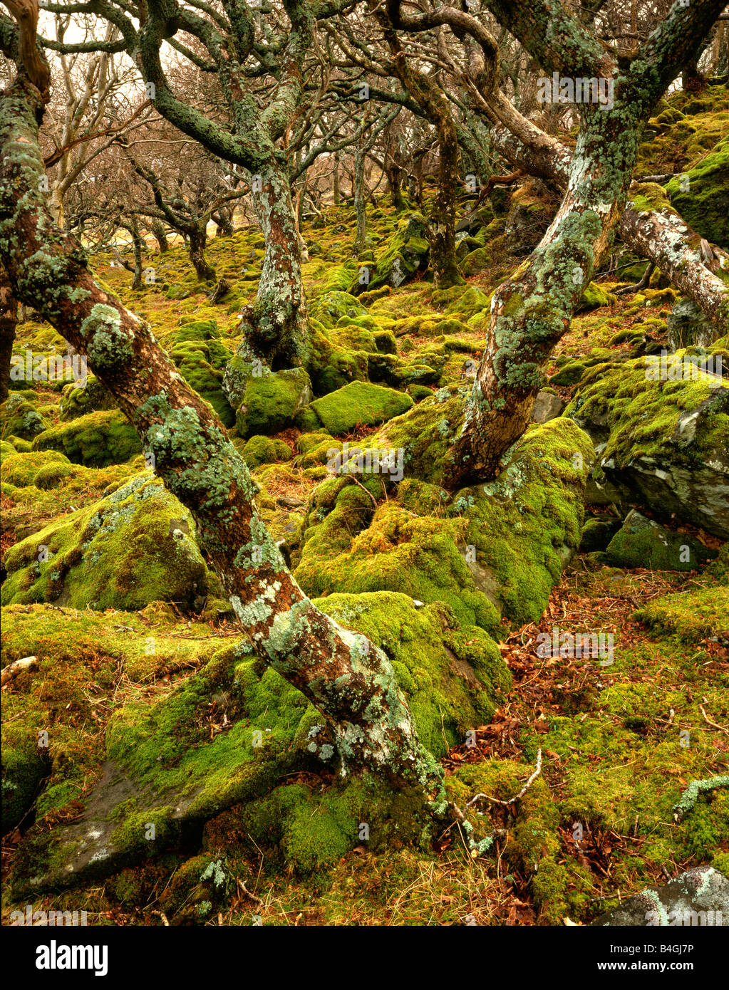 Native woodland, Loch na Keal, Isle of Mull, Scotland, UK Stock Photo ...