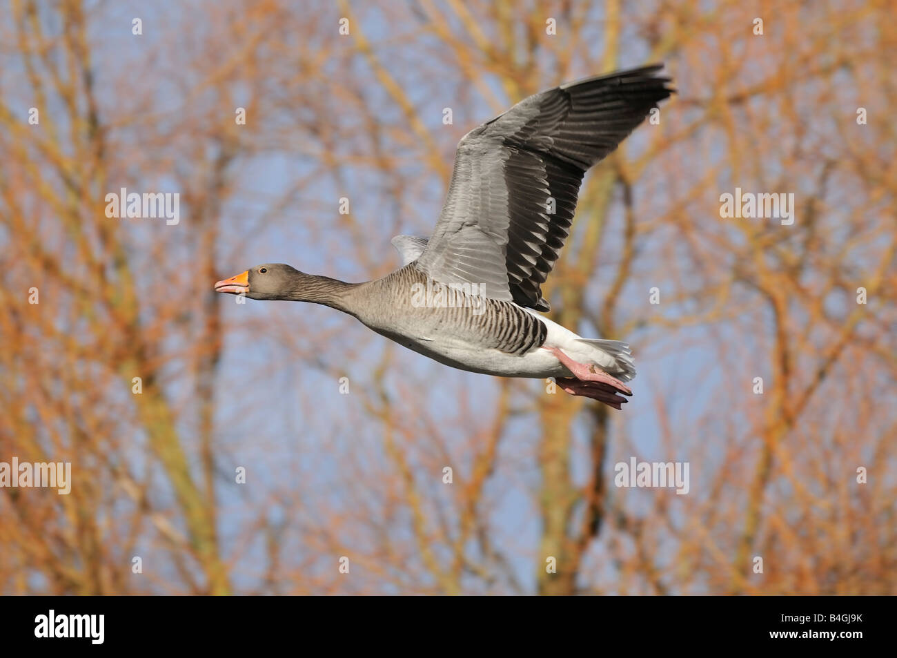 Greylag Goose in flight Anser anser Stock Photo - Alamy