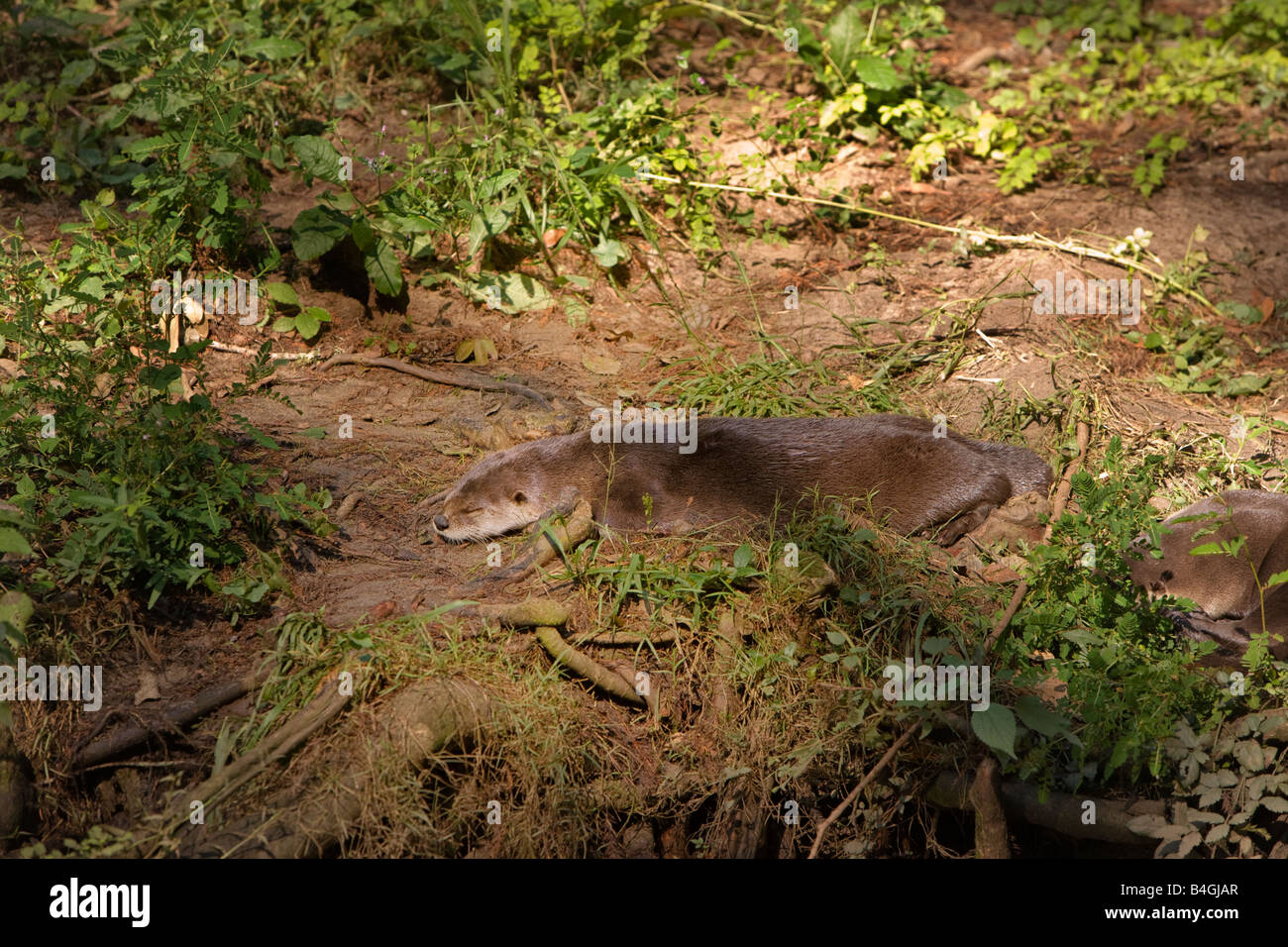 Weasels hi-res stock photography and images - Alamy