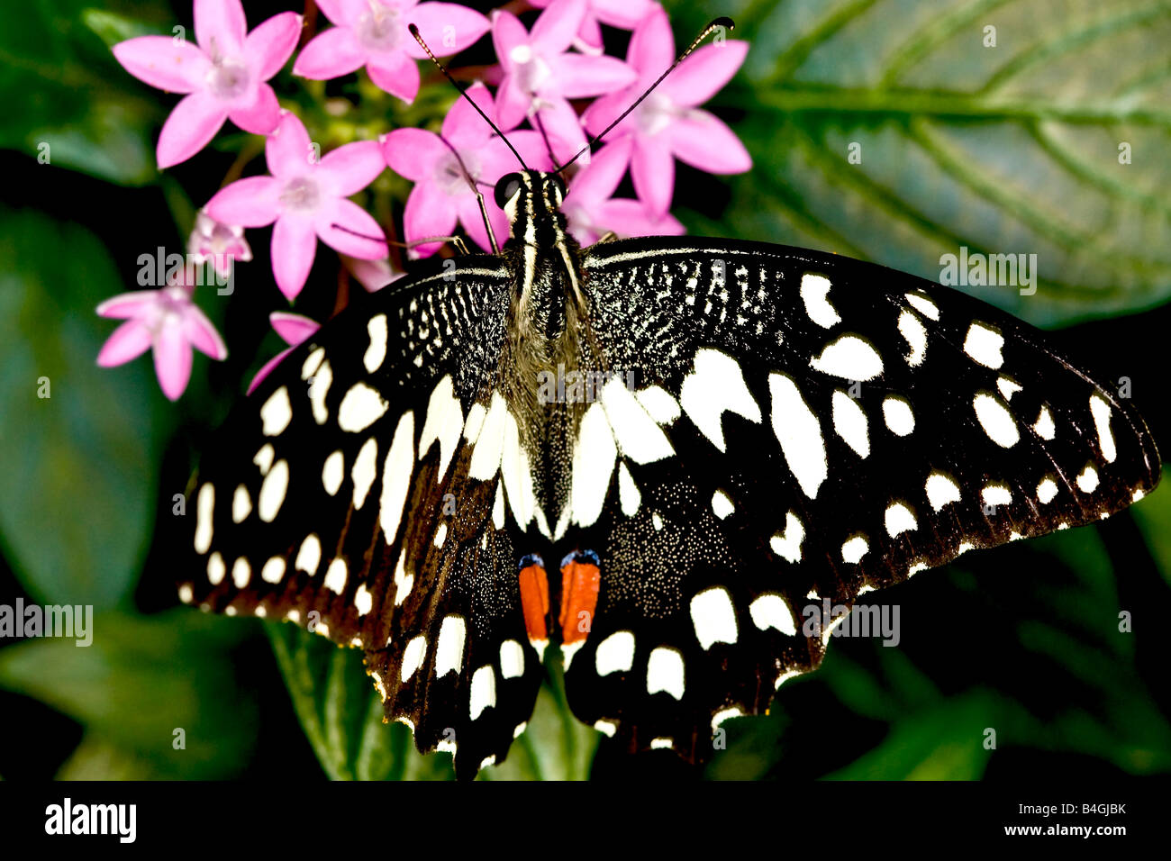 Lemon butterfly hi-res stock photography and images - Alamy