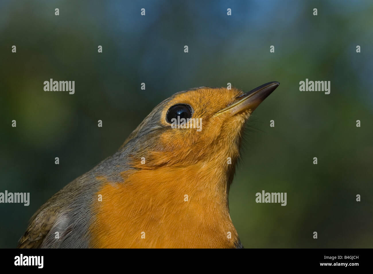 Erithacus rubecula European Robin bird song bird Stock Photo - Alamy