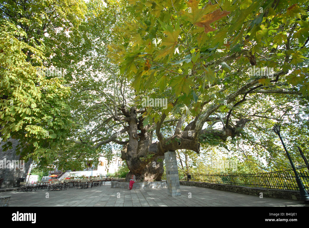 GREECE. The Pelion Peninsula. Enormous plane tree in the village of ...