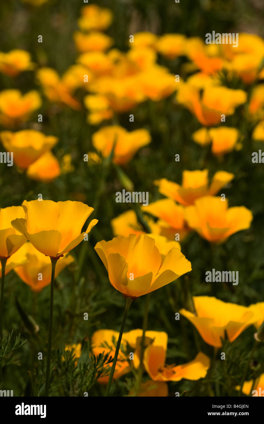 Yellow poppys hi-res stock photography and images - Alamy