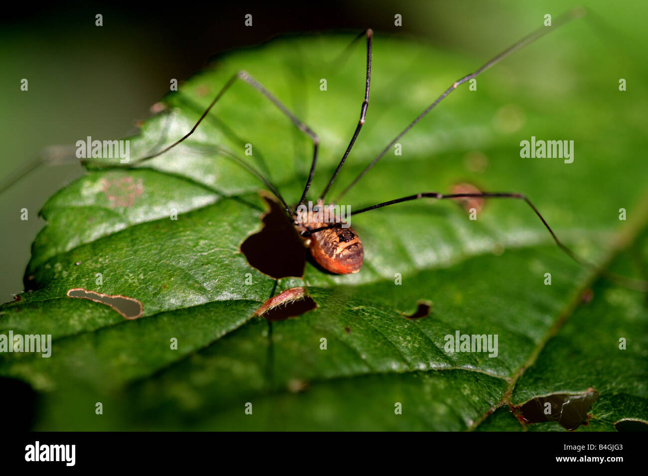 Wildflowers harvestman hi-res stock photography and images - Alamy