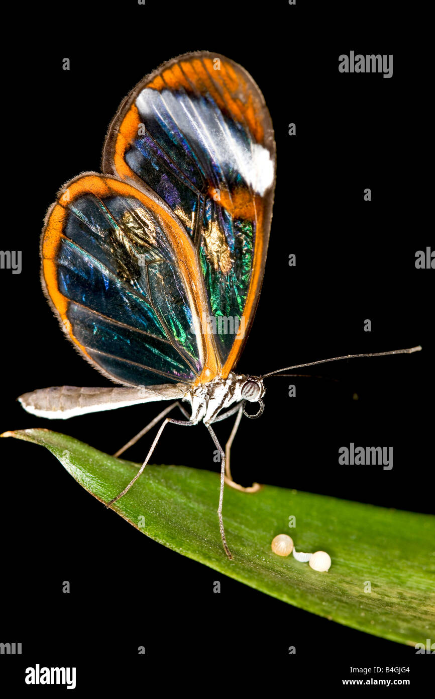 Clearwing or glasswing butterfly hi-res stock photography and images ...