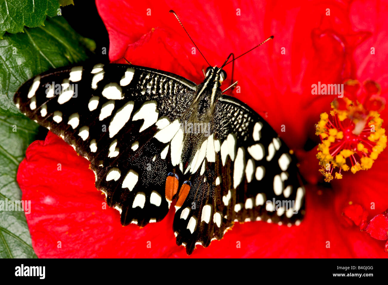 Lemon swallowtail butterfly hi-res stock photography and images - Alamy