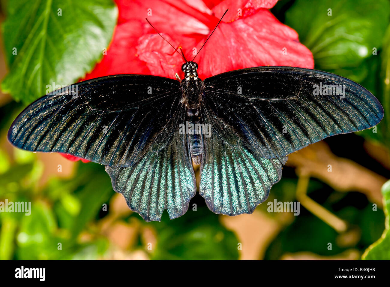 Great Mormon butterfly Stock Photo - Alamy