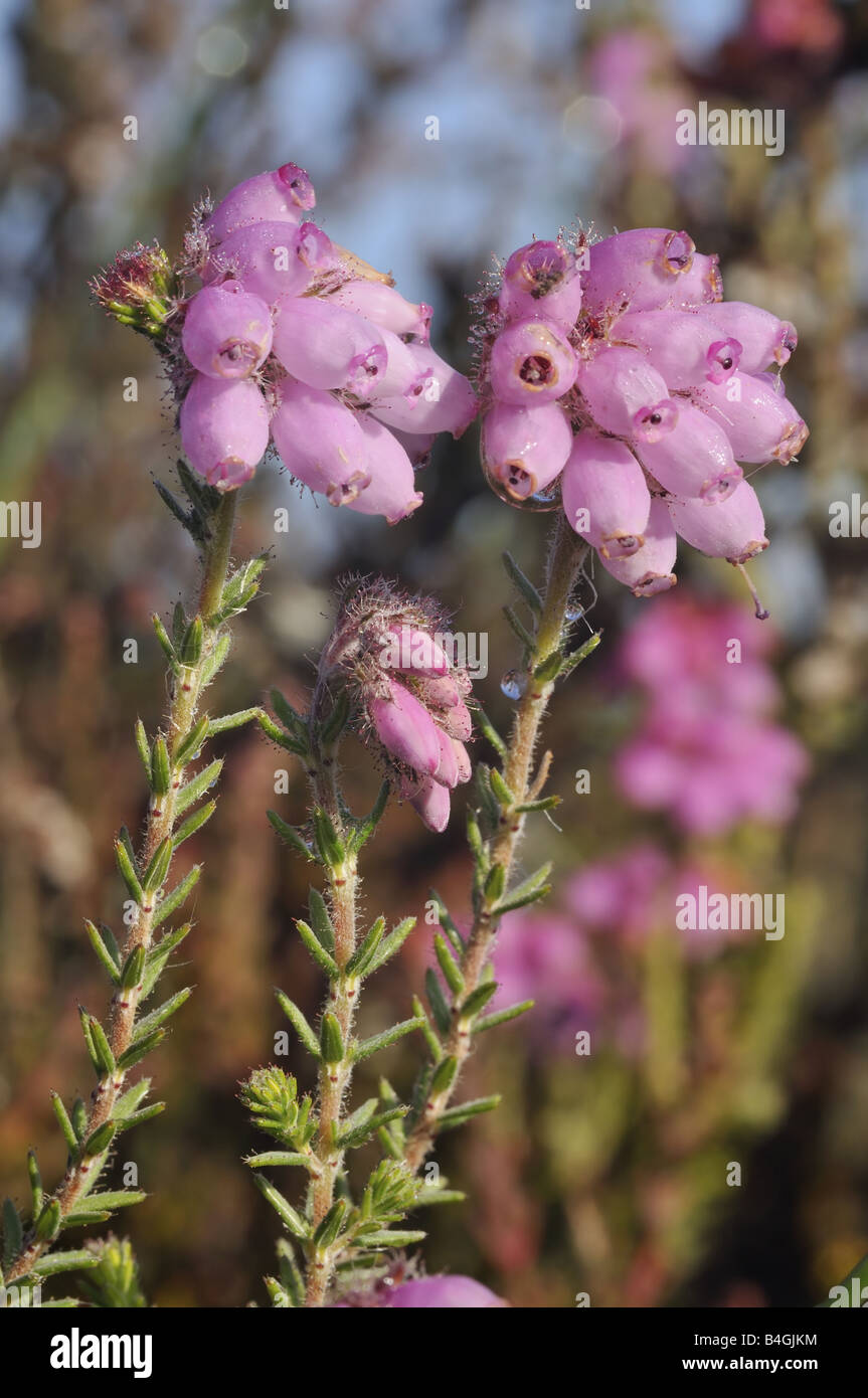 Cross leaved Heath Erica tetralix Thursley Common Stock Photo - Alamy