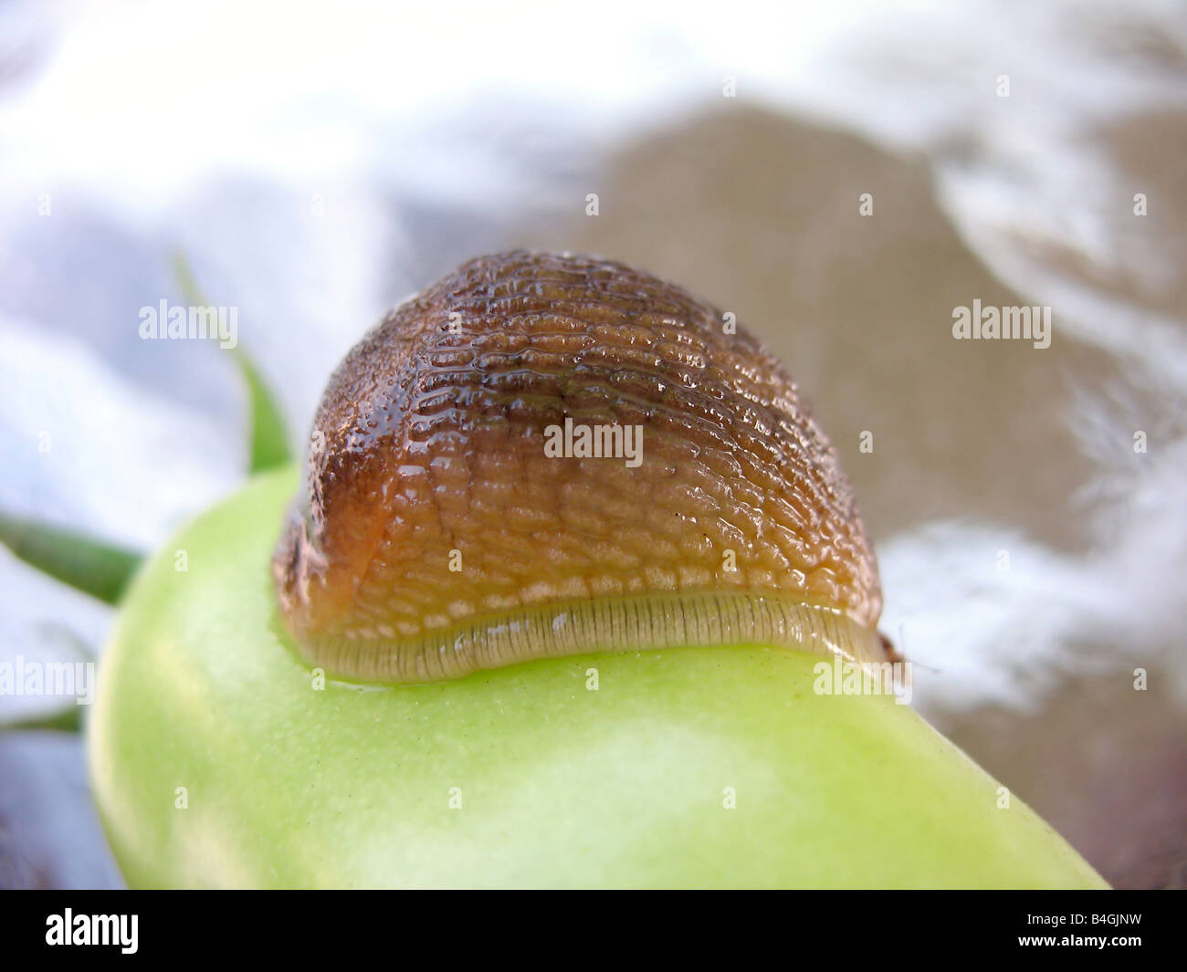 A huge slug climbing on a fresh garden tomato These pests eat them all ...