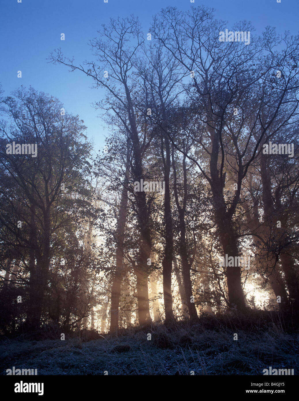 Rays from the rising sun filter through the mist and trees in ...
