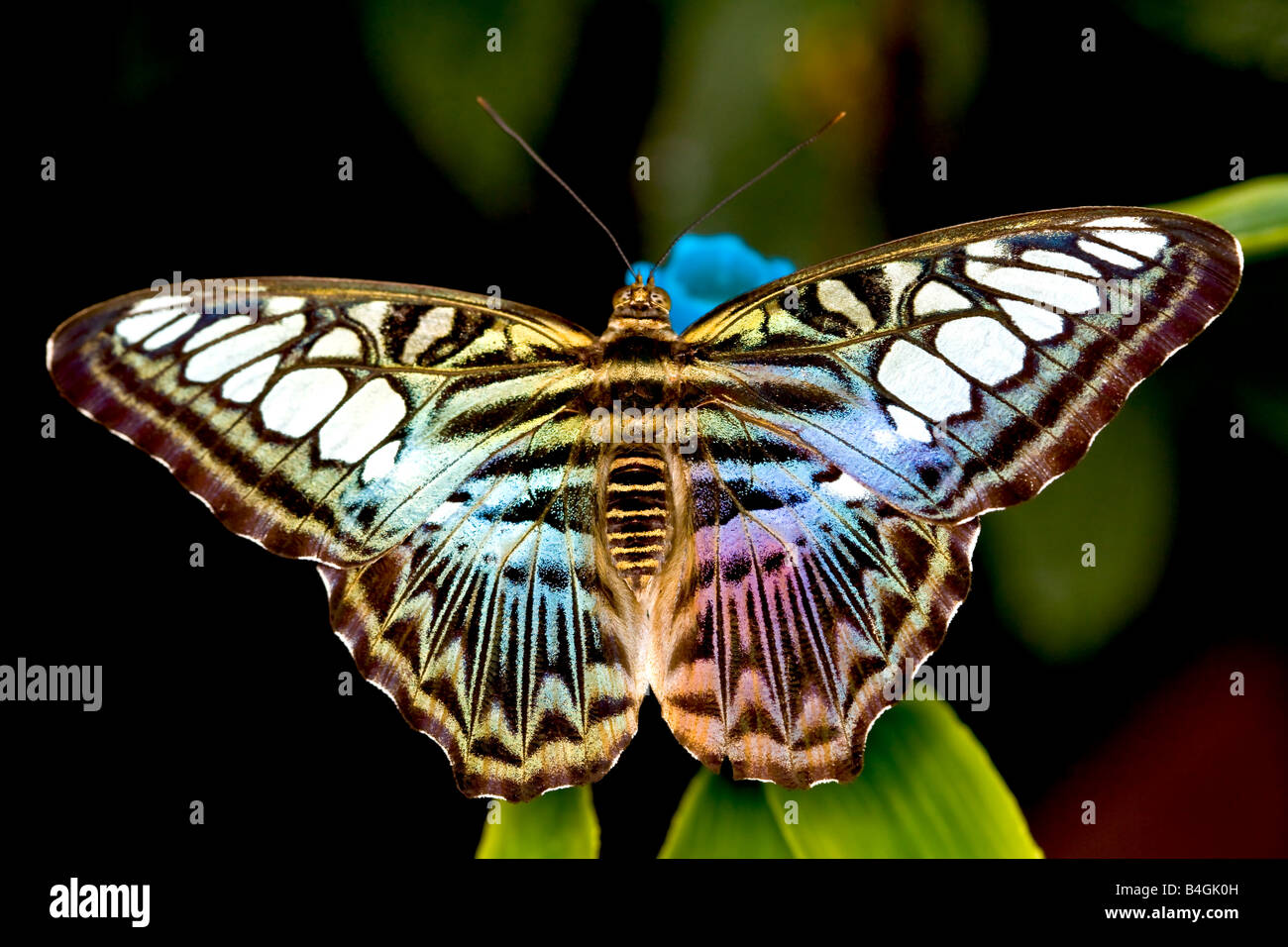 Butterfly clipper parthenos sylvia hi-res stock photography and images ...