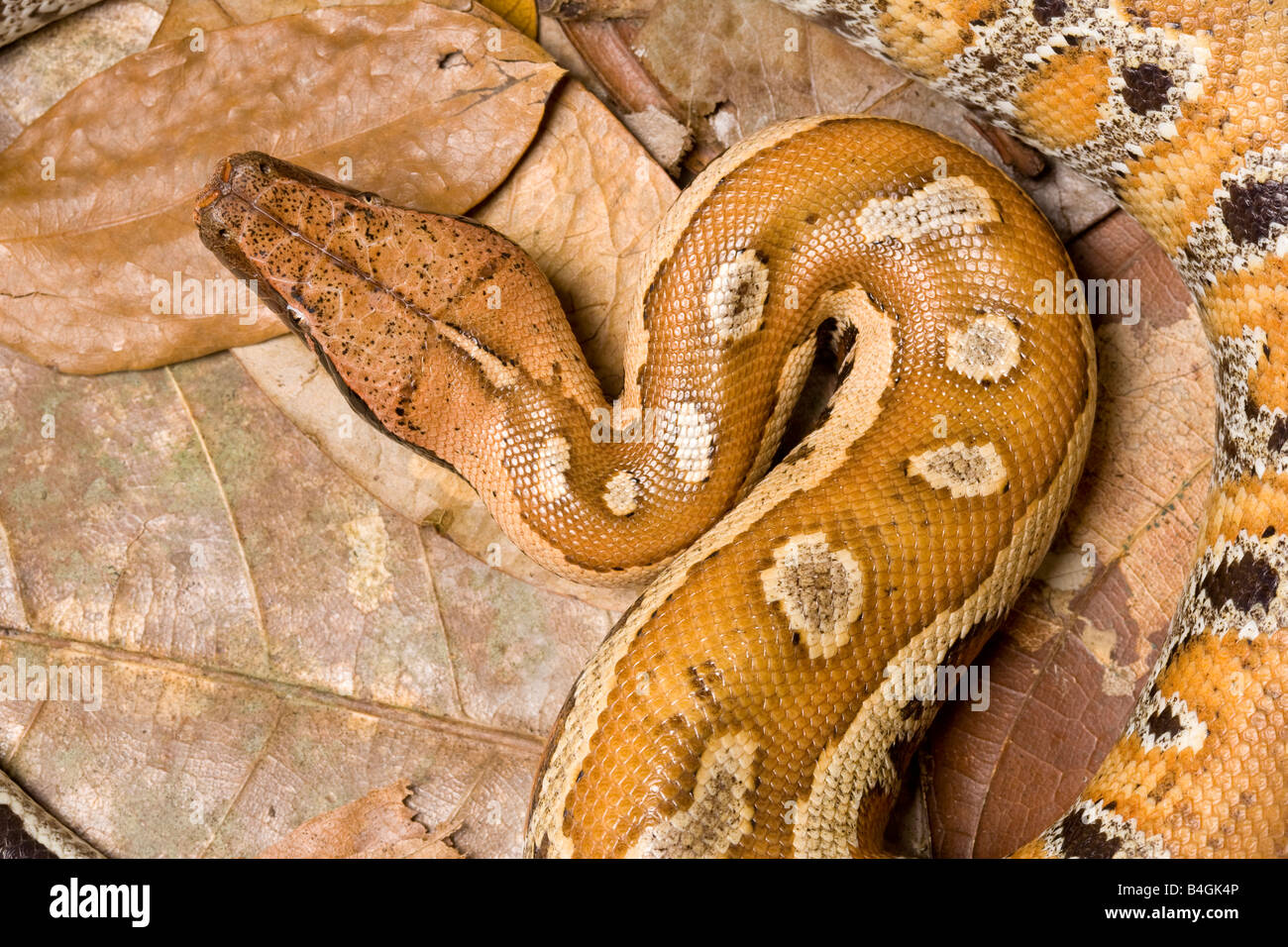 Malaysian Blood Python Big