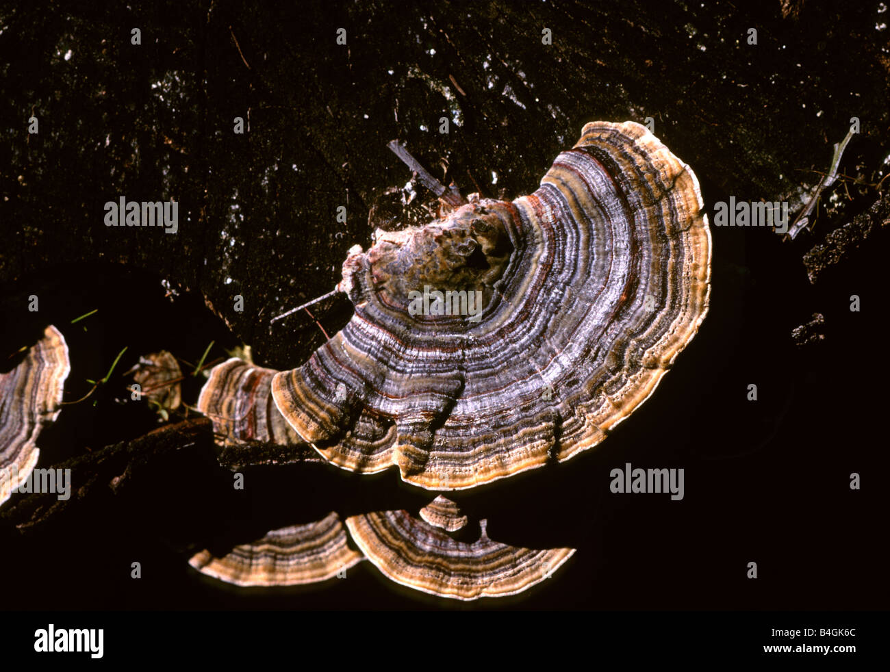 fungi reproductive structures San Mateo County California USA Stock ...