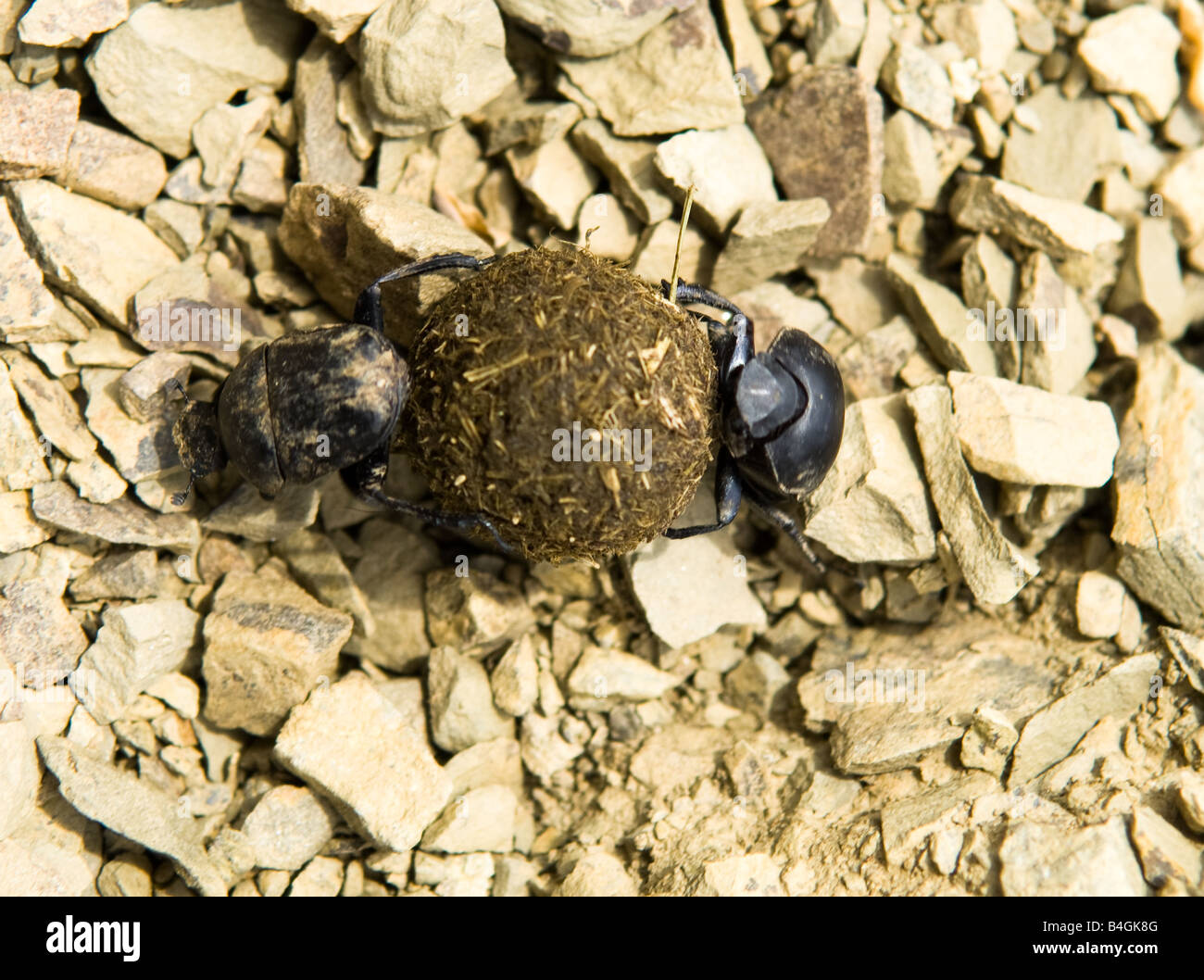 Insects moving heavy ball Stock Photo - Alamy