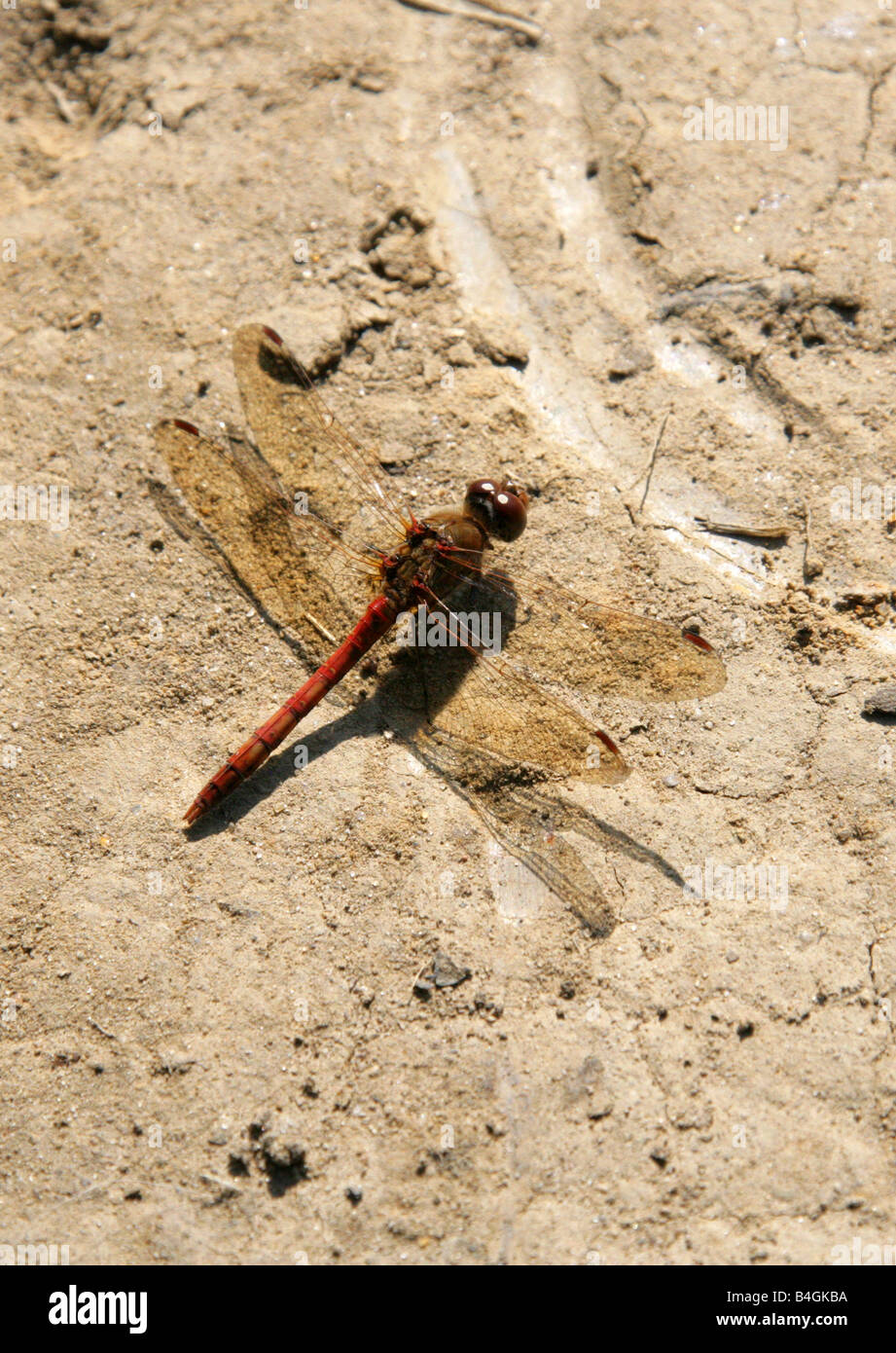 Insect odonata anisoptera libellulidae wings hi-res stock photography ...