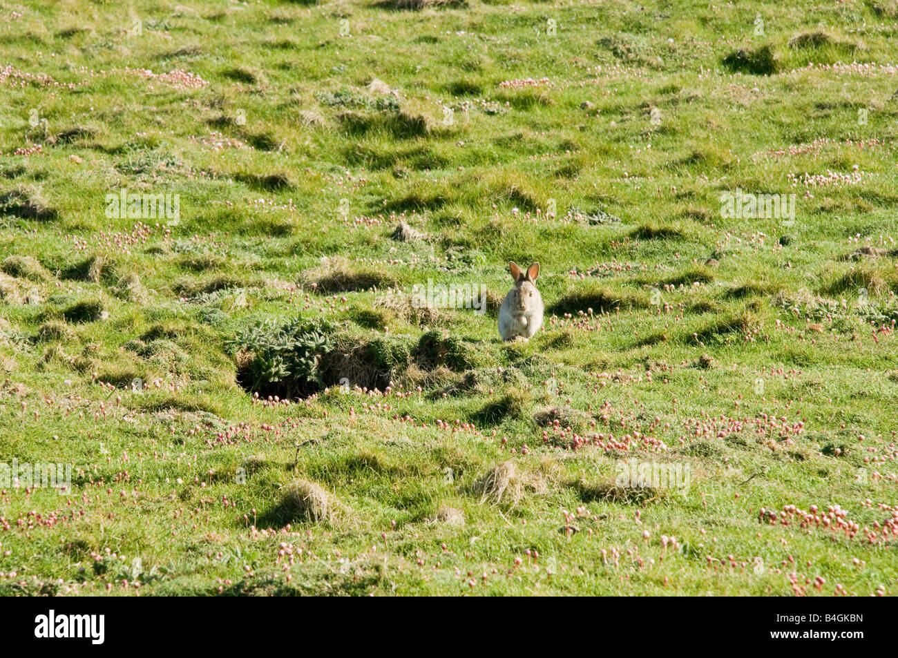 Rabbit burrow hi-res stock photography and images - Alamy