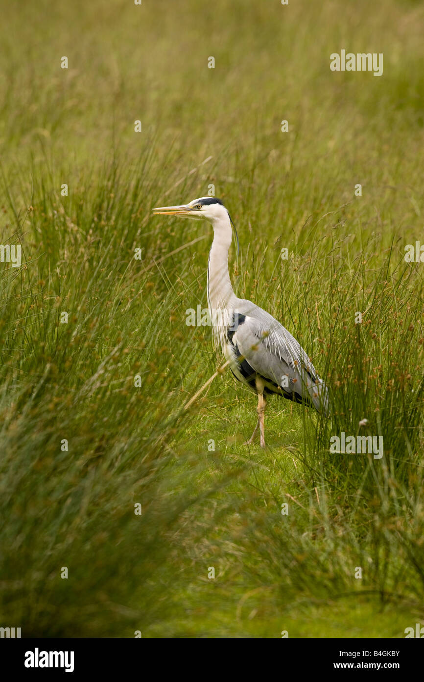 Grey Heron Scotland Stock Photo - Alamy