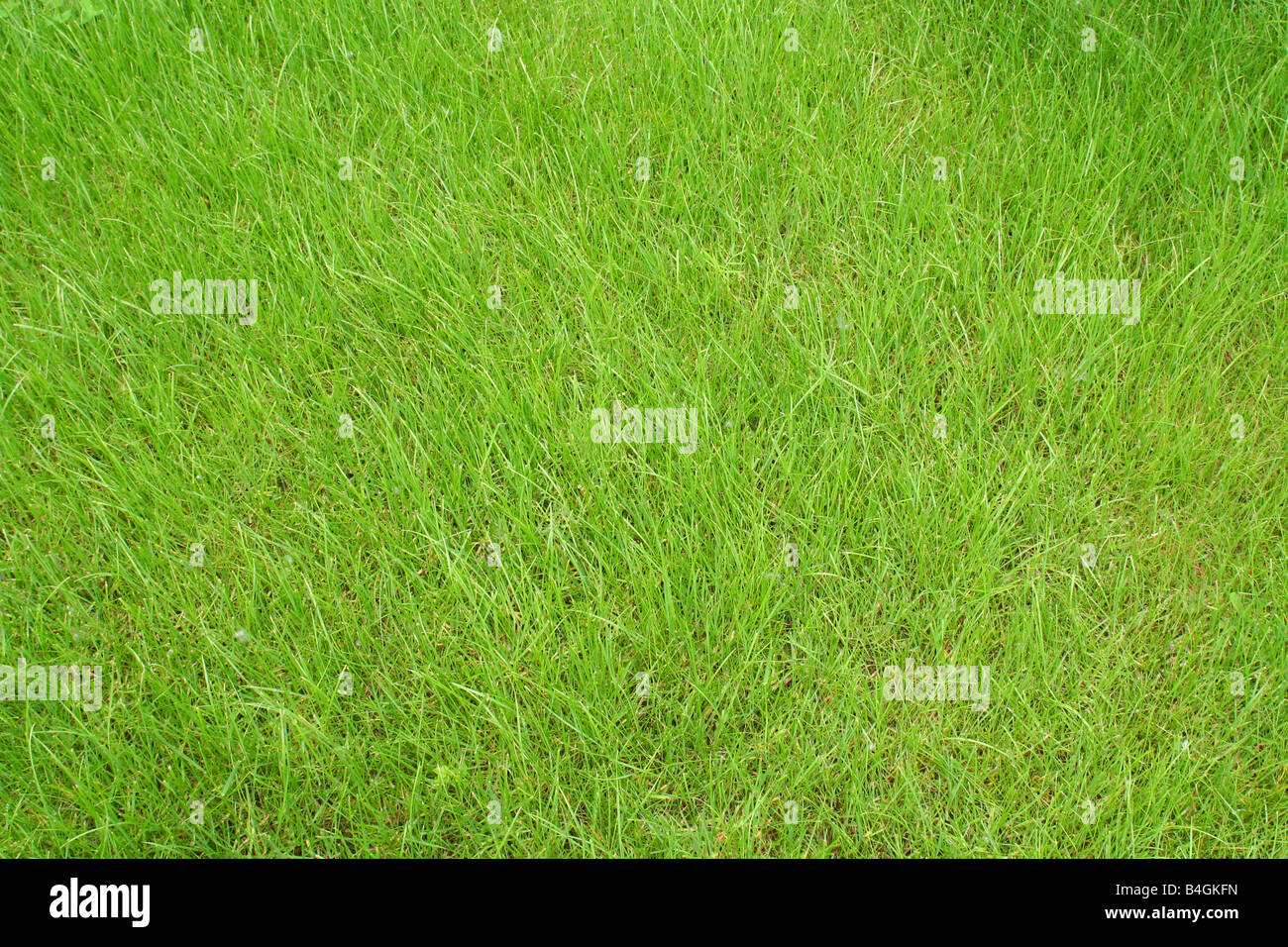 Green Grass Texture High Resolution Stock Photography and Images - Alamy