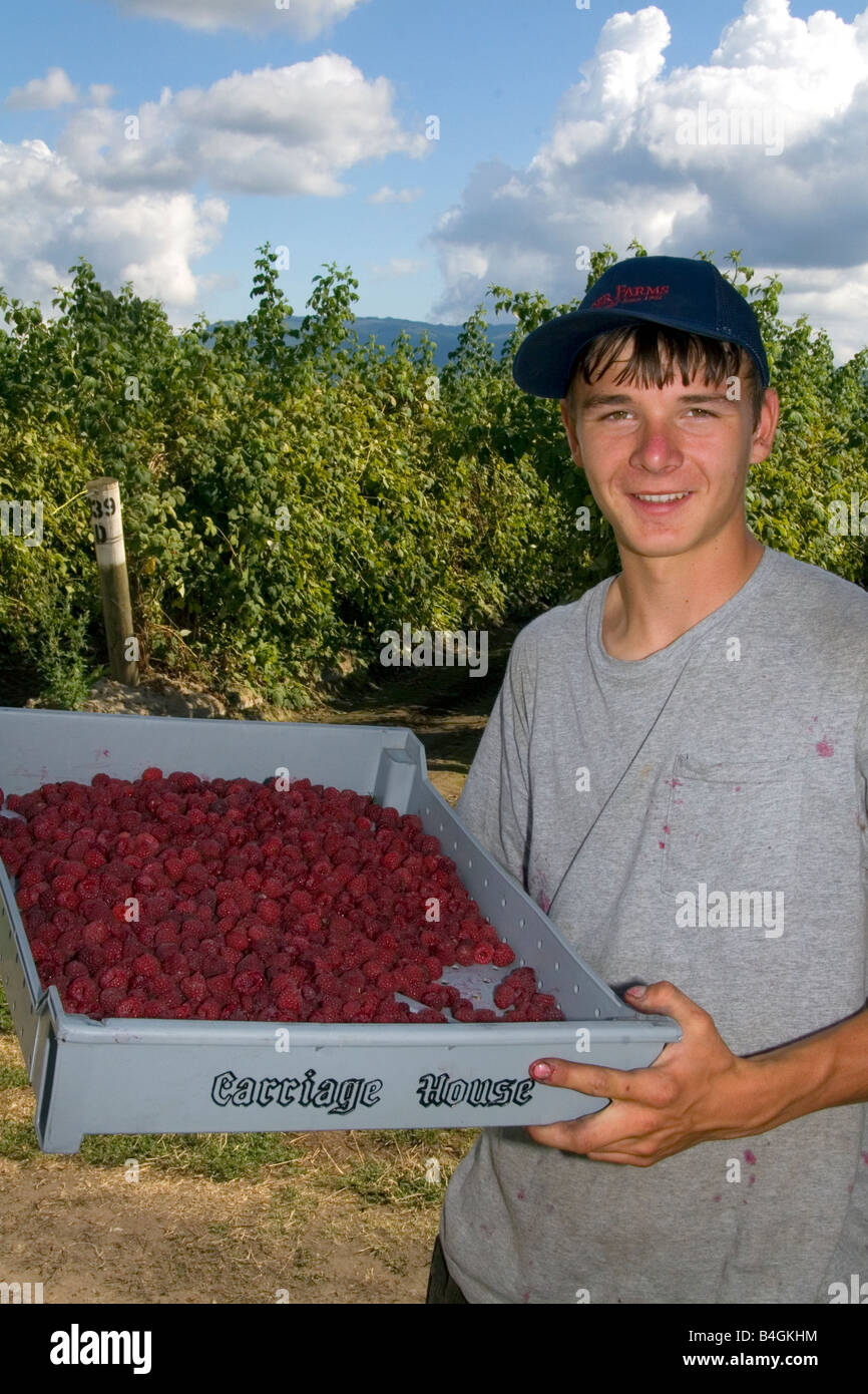 Raspberry harvest on a farm in Whatcom County Washington Stock Photo ...