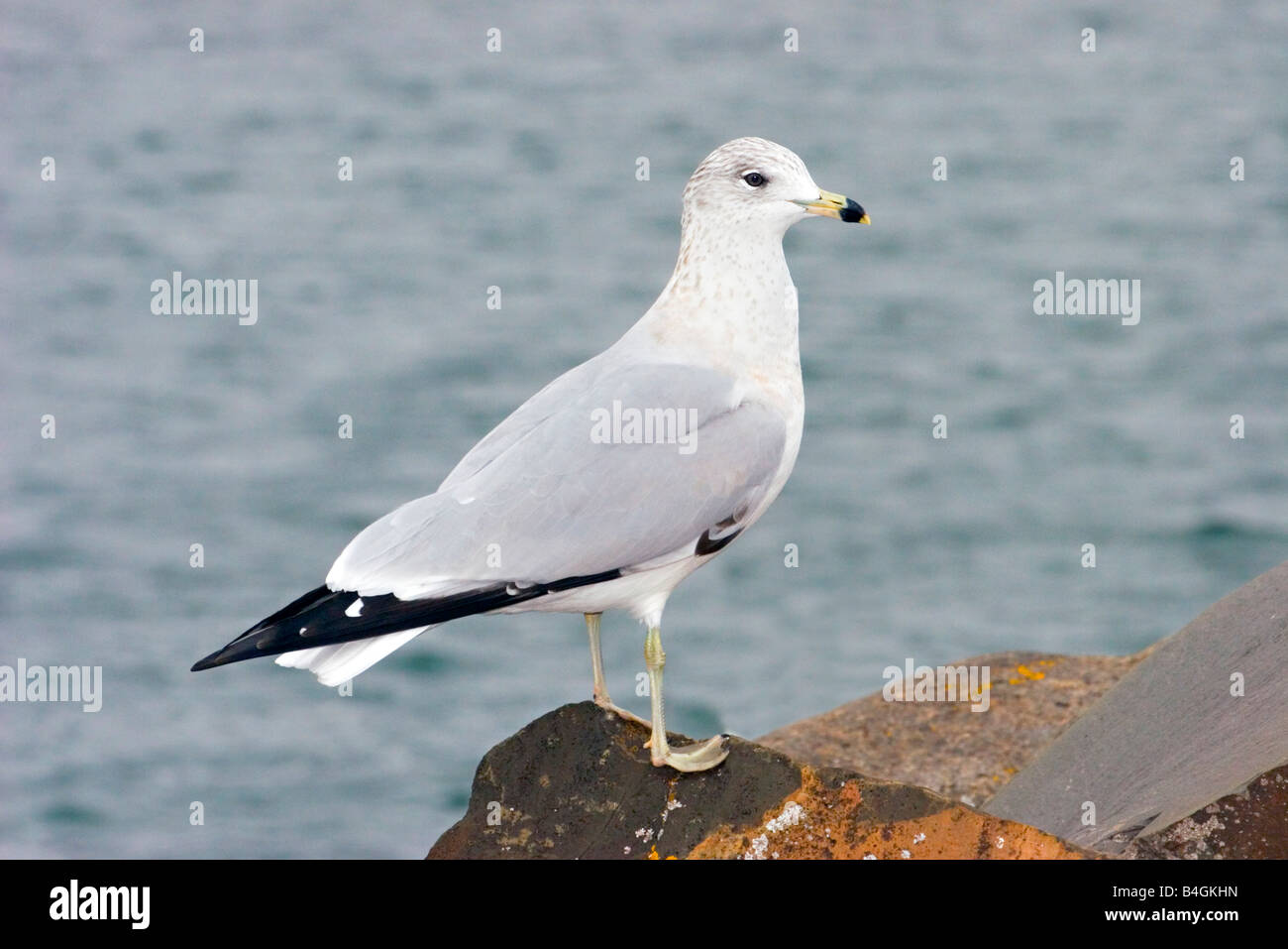 Ring-billed Gull Larus delawarensis Stock Photo - Alamy