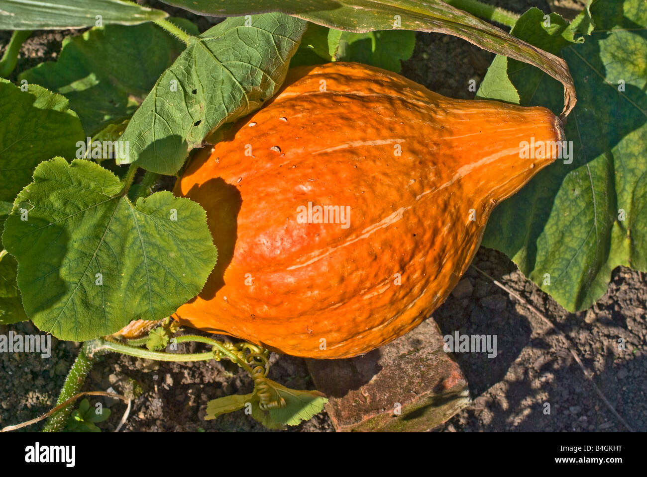 Gold squash hi-res stock photography and images - Alamy