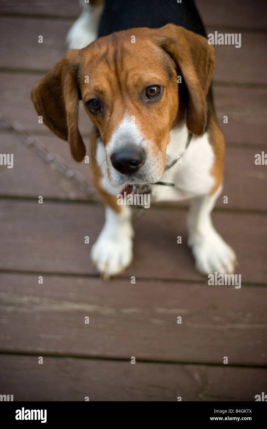 A cute beagle puppy with a curious look on his face Stock Photo - Alamy
