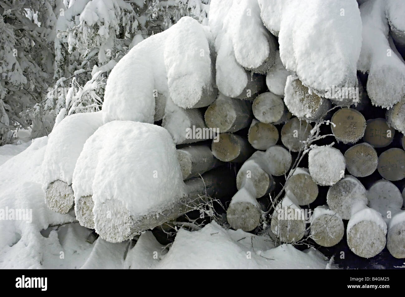Round timber hi-res stock photography and images - Alamy