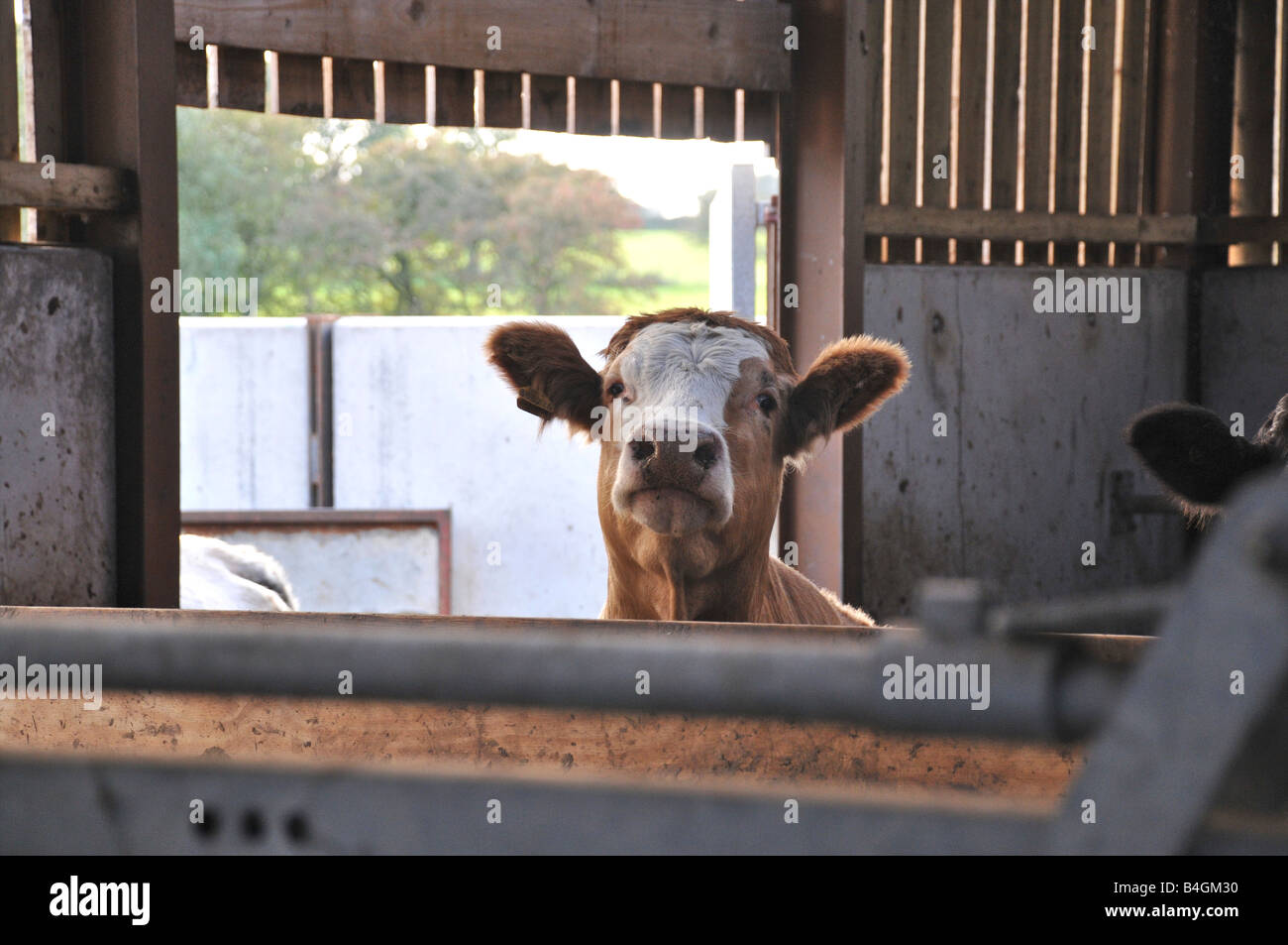 Cow in a pen hi-res stock photography and images - Alamy