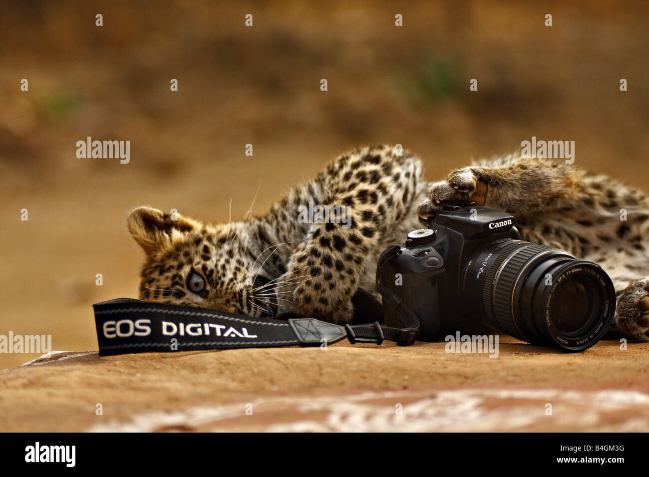 A wild Leopard or Panther cub playing with a canon camera in ...