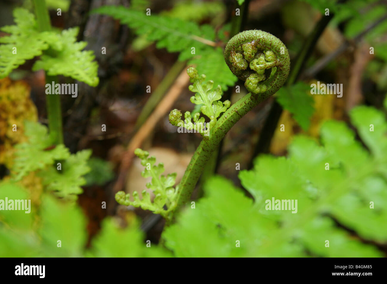 Koru hi-res stock photography and images - Alamy
