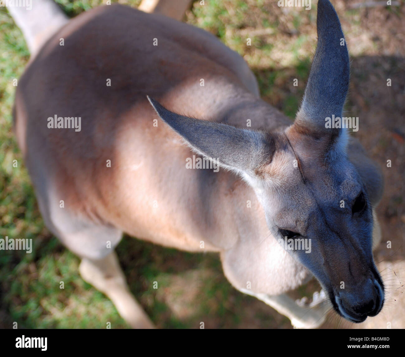 Close up of a kangaroo Stock Photo - Alamy
