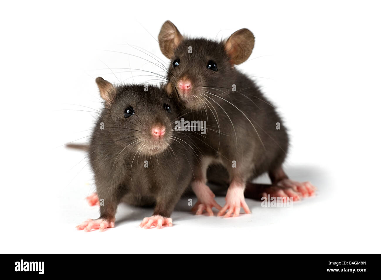 two little rats Stock Photo - Alamy