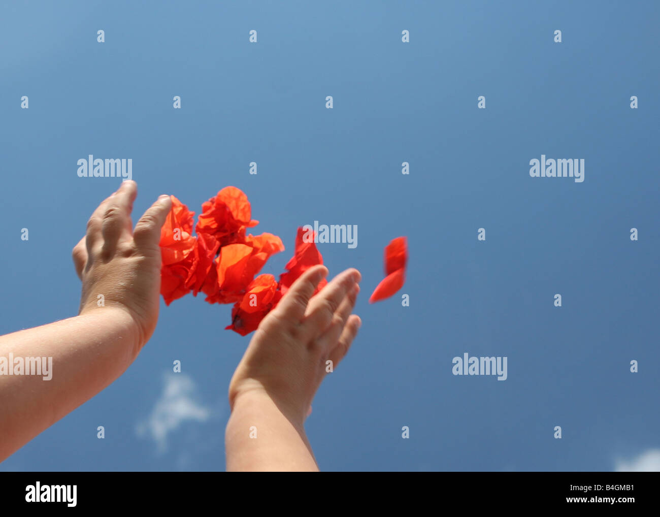 Poppy poppies field in Lincolnshire with children playing girls child ...
