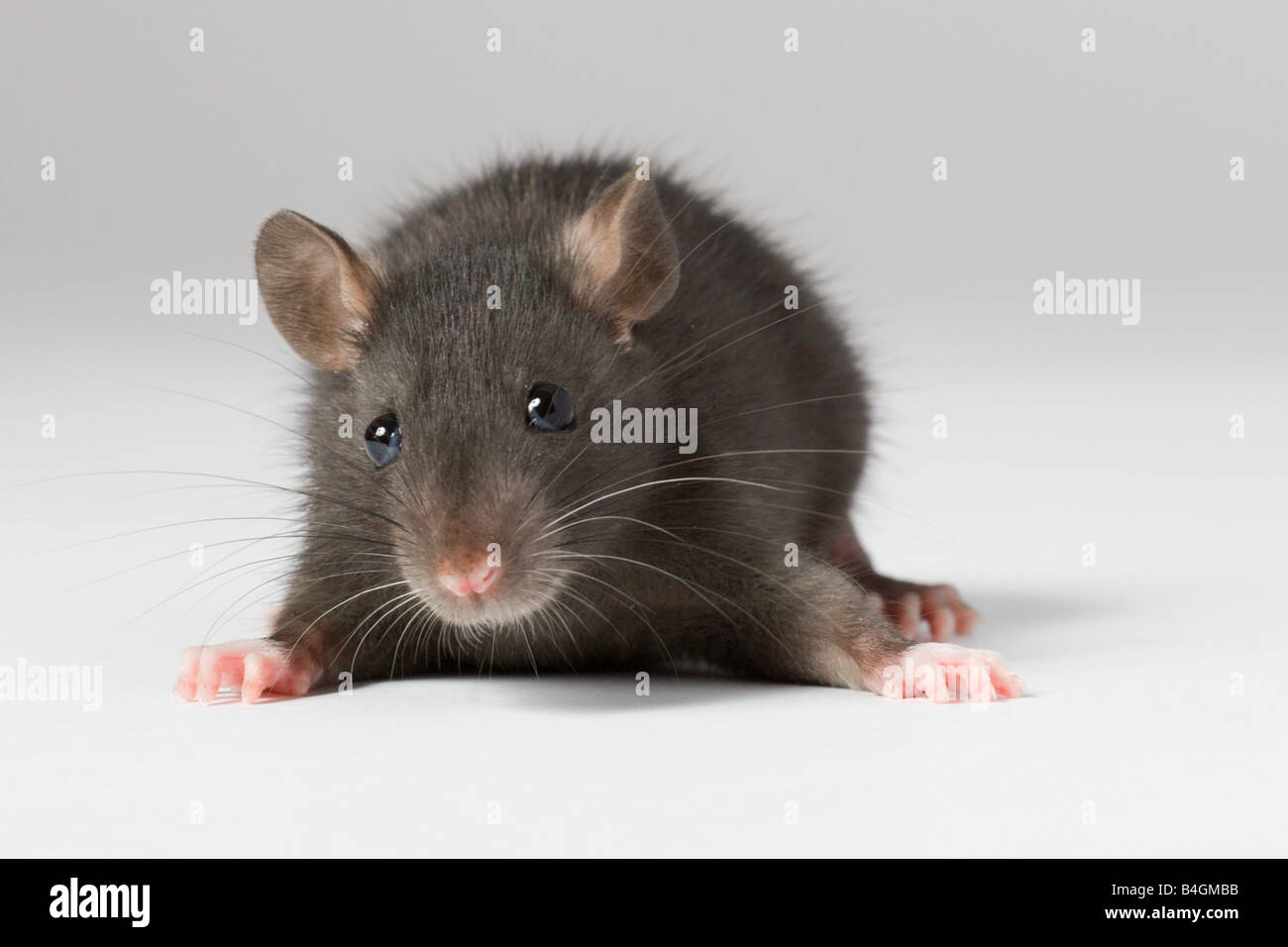 Rat tail hi-res stock photography and images - Alamy