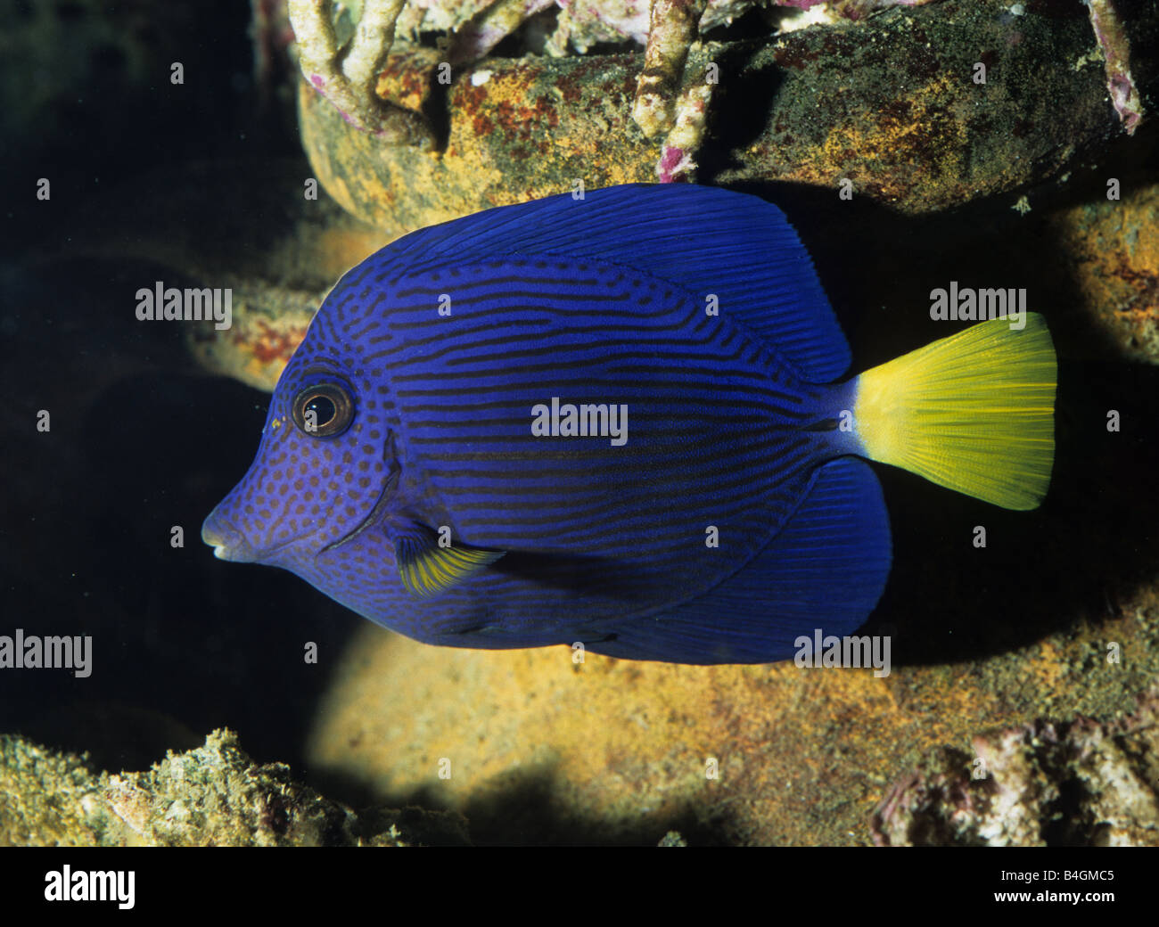 Purple tang Zebrasoma xanthurus, Acanthuridae Stock Photo - Alamy
