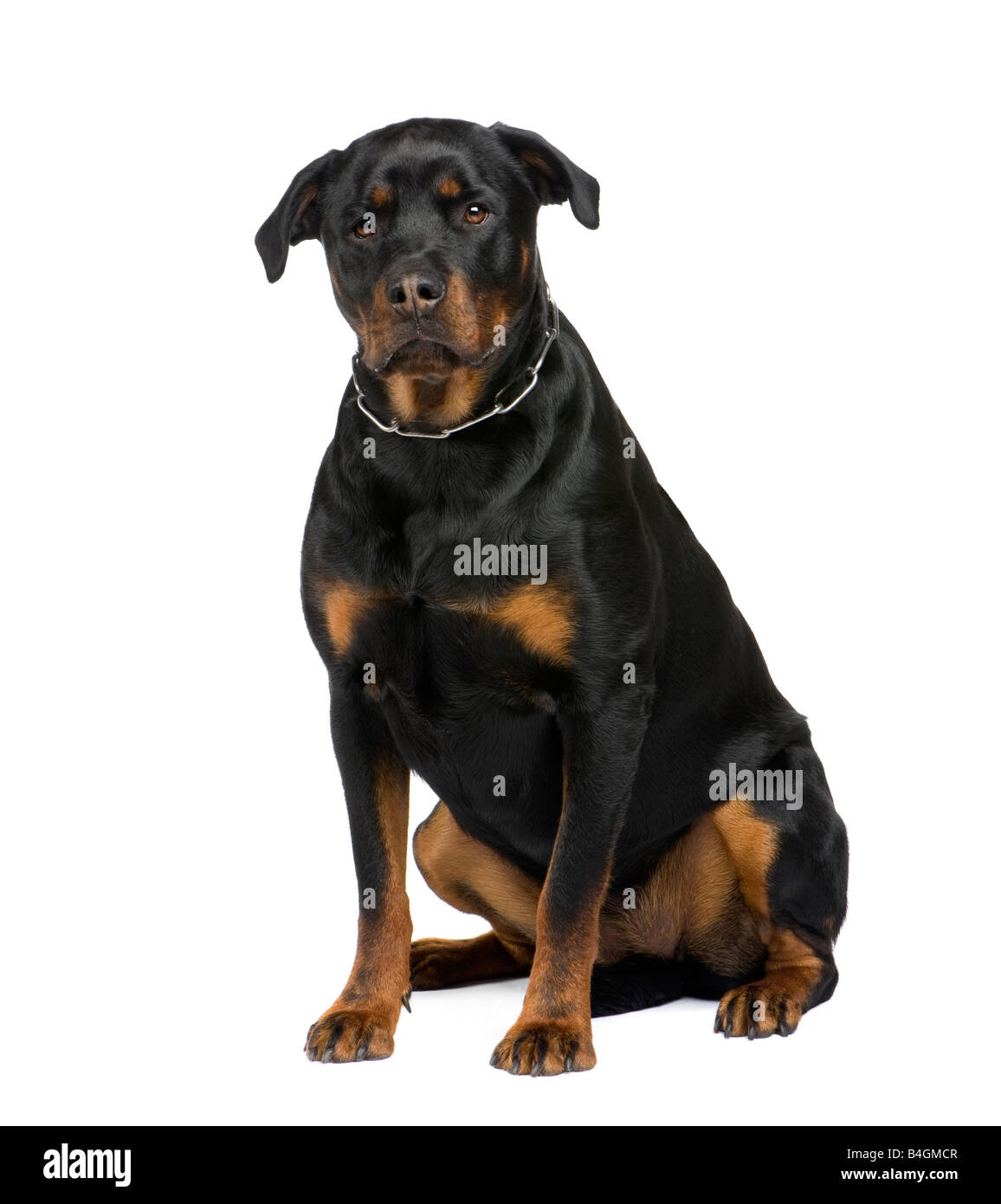 Rottweiler hi-res stock photography and images - Alamy